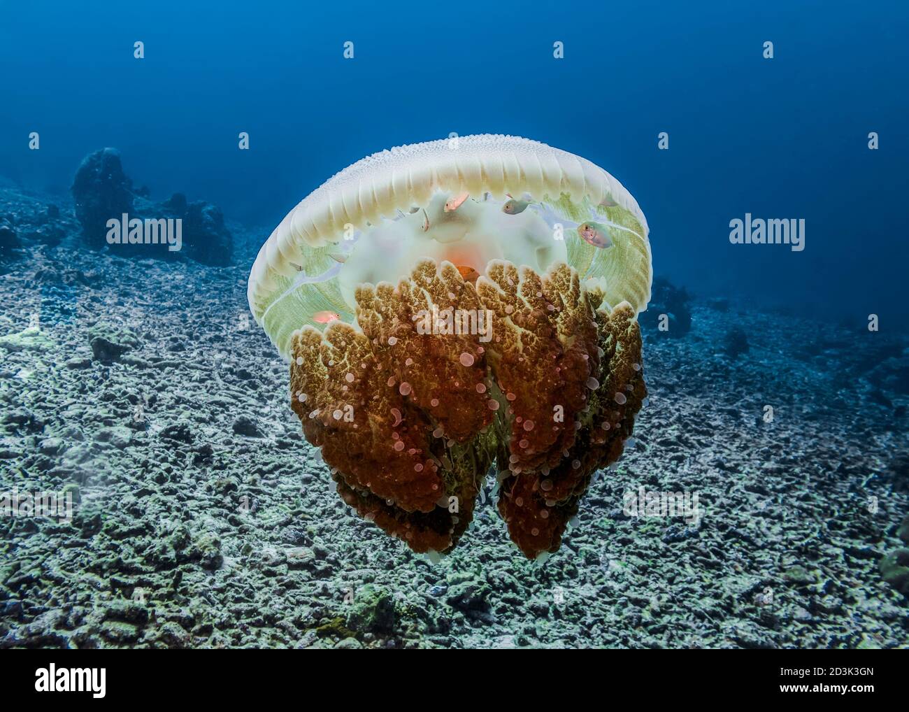 Blue gellyfish hi-res stock photography and images - Alamy