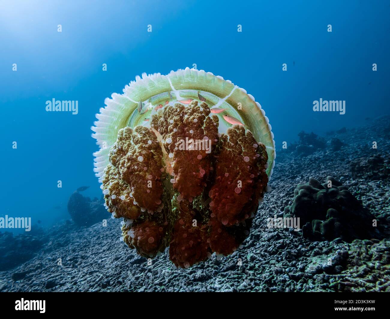 Large almost meter gellyfish at the bottom of the Indian ocean Stock ...