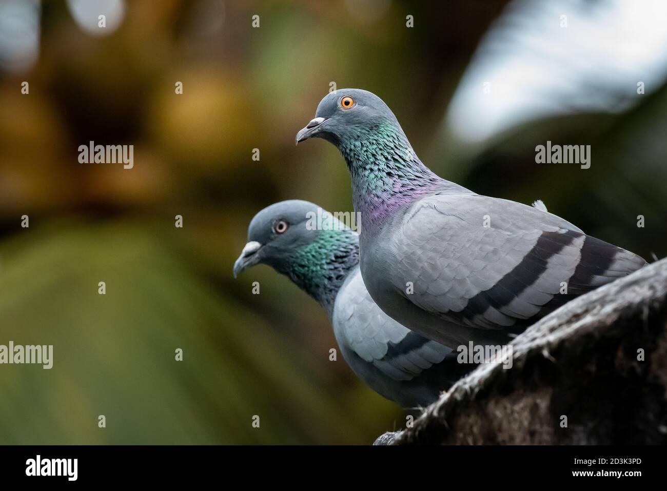 Rock Pigeon - "Doves of War Stock Photo - Alamy
