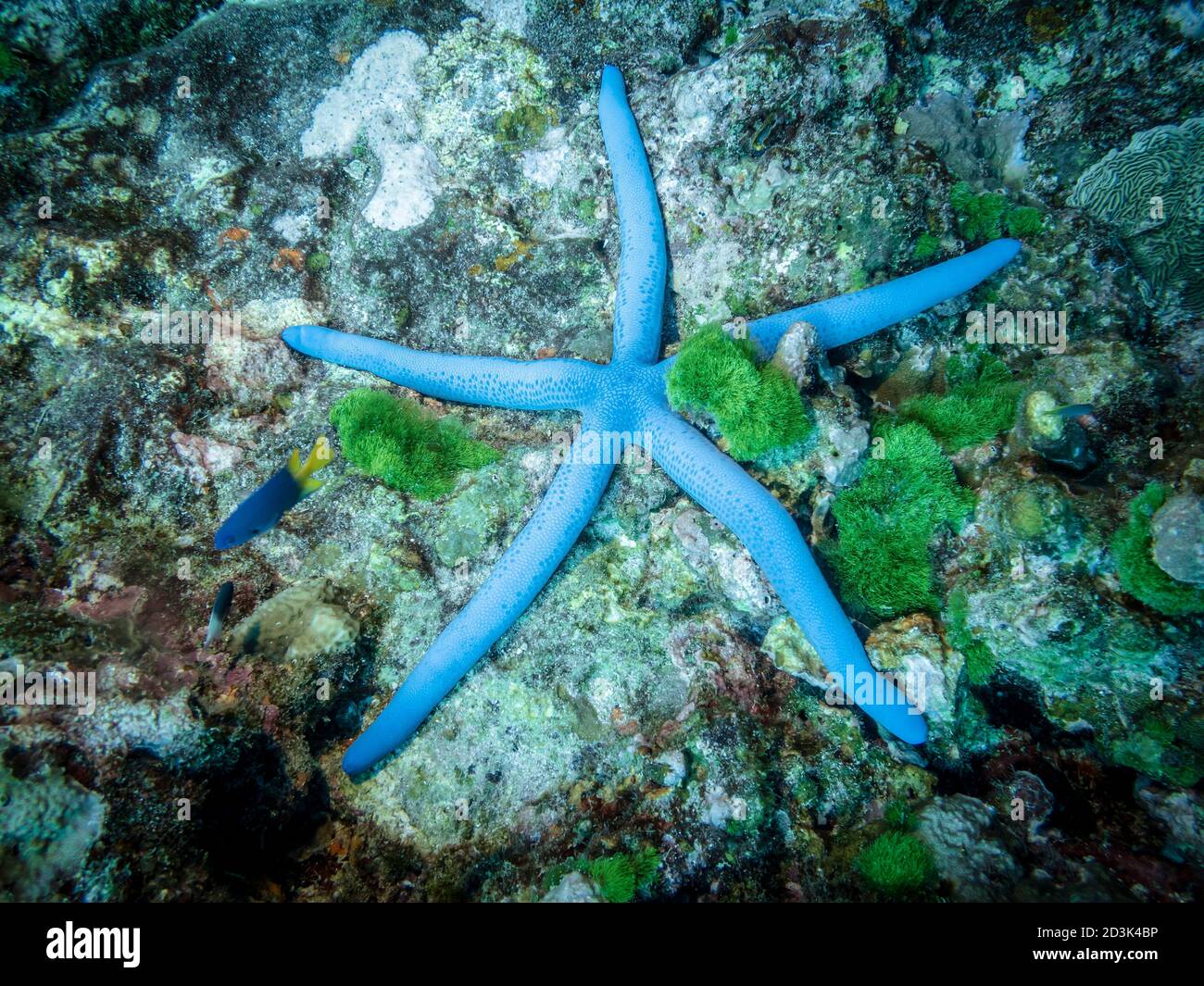 Blue starfish and sea sponge on a coral reef at the bottom of the ...