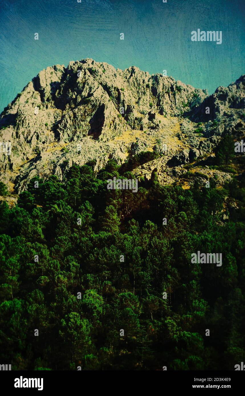A steep rocky slope partly covered with pine trees in Andalucia Spain ...