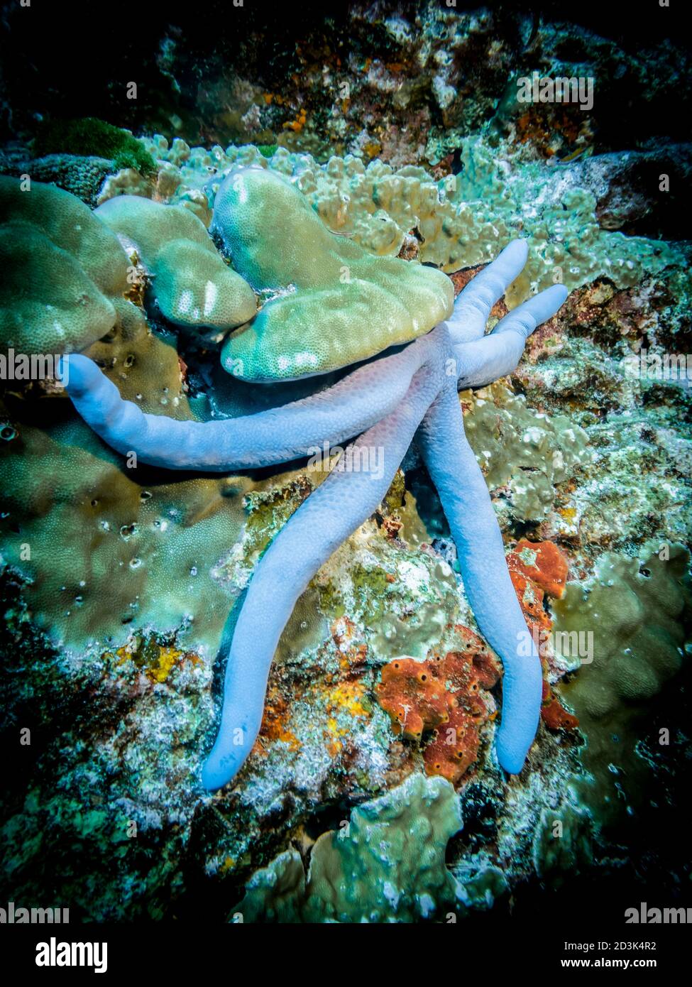 Blue starfish and sea sponge on a coral reef at the bottom of the ...