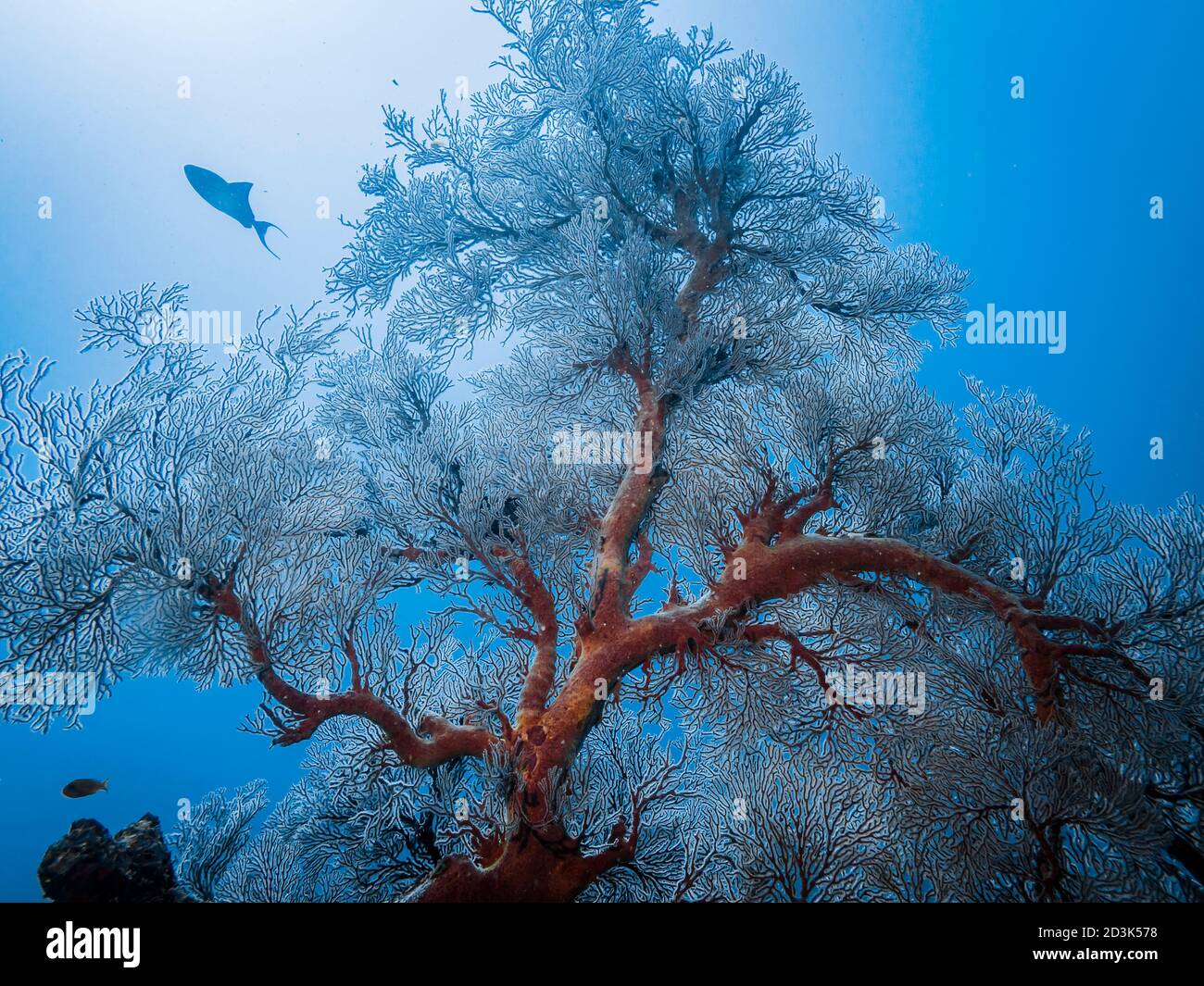 Tree Like Coral