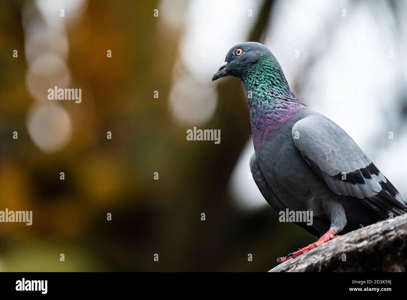 Rock Pigeon - "Doves of War Stock Photo - Alamy