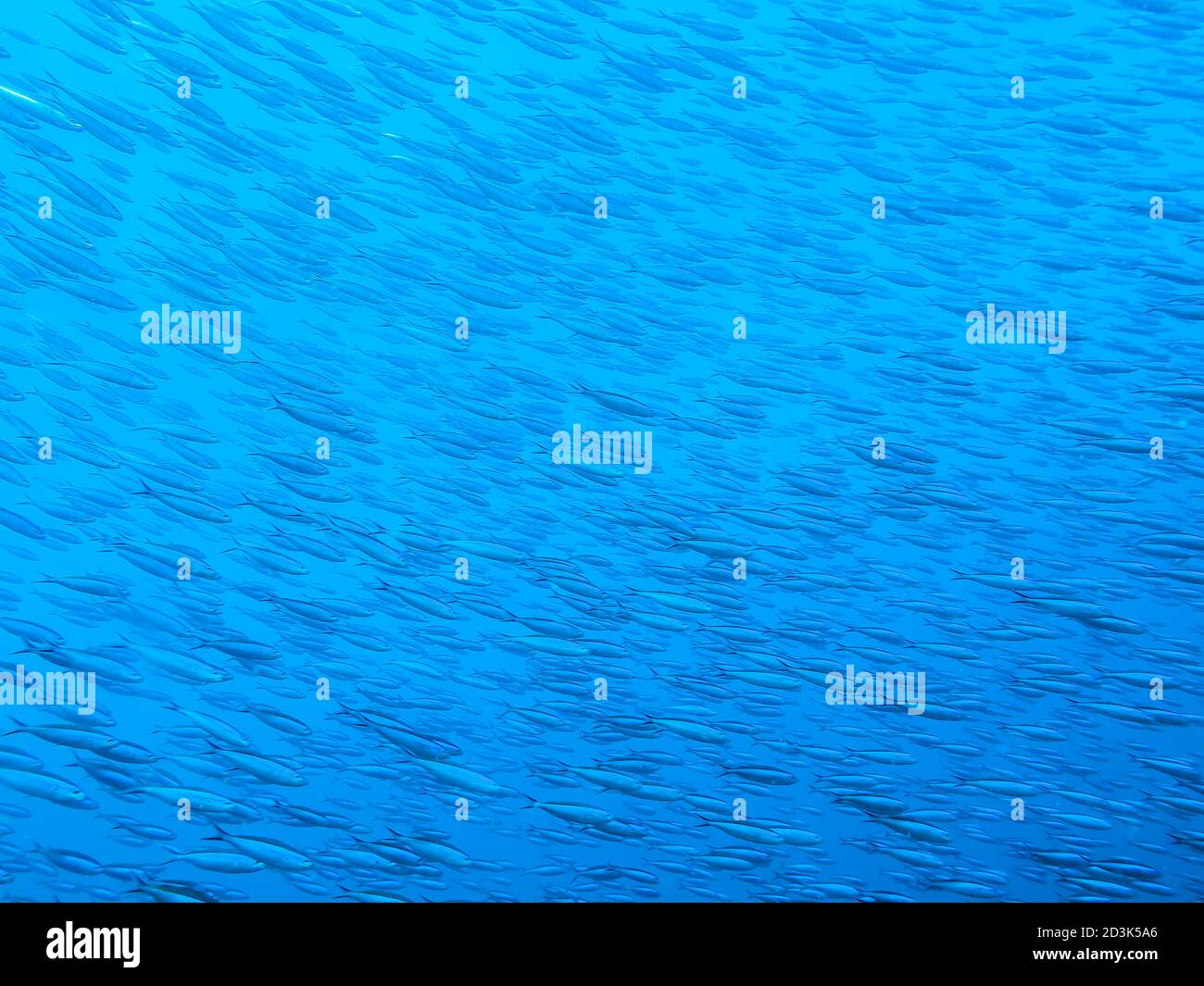 An endless flock of fish, rushing at high speed Stock Photo - Alamy