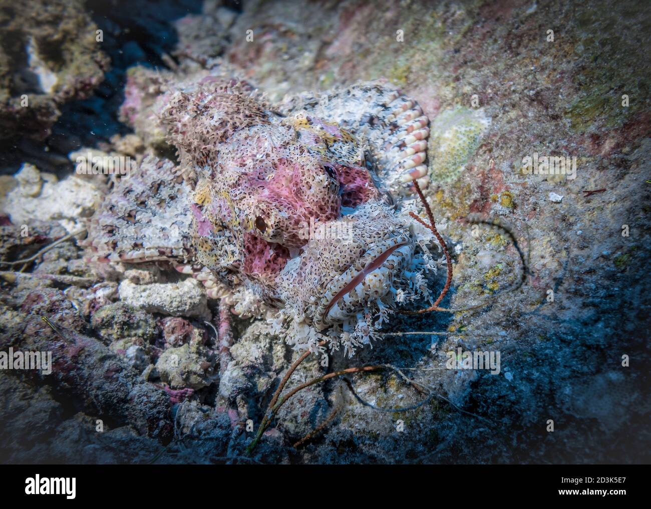 Mouth, eyes and beard of disguising scorpion fish on the coral reef in ...