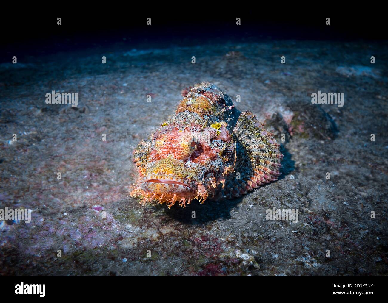 Scorpion fish on the coral reef at night in the Indian ocean in ...