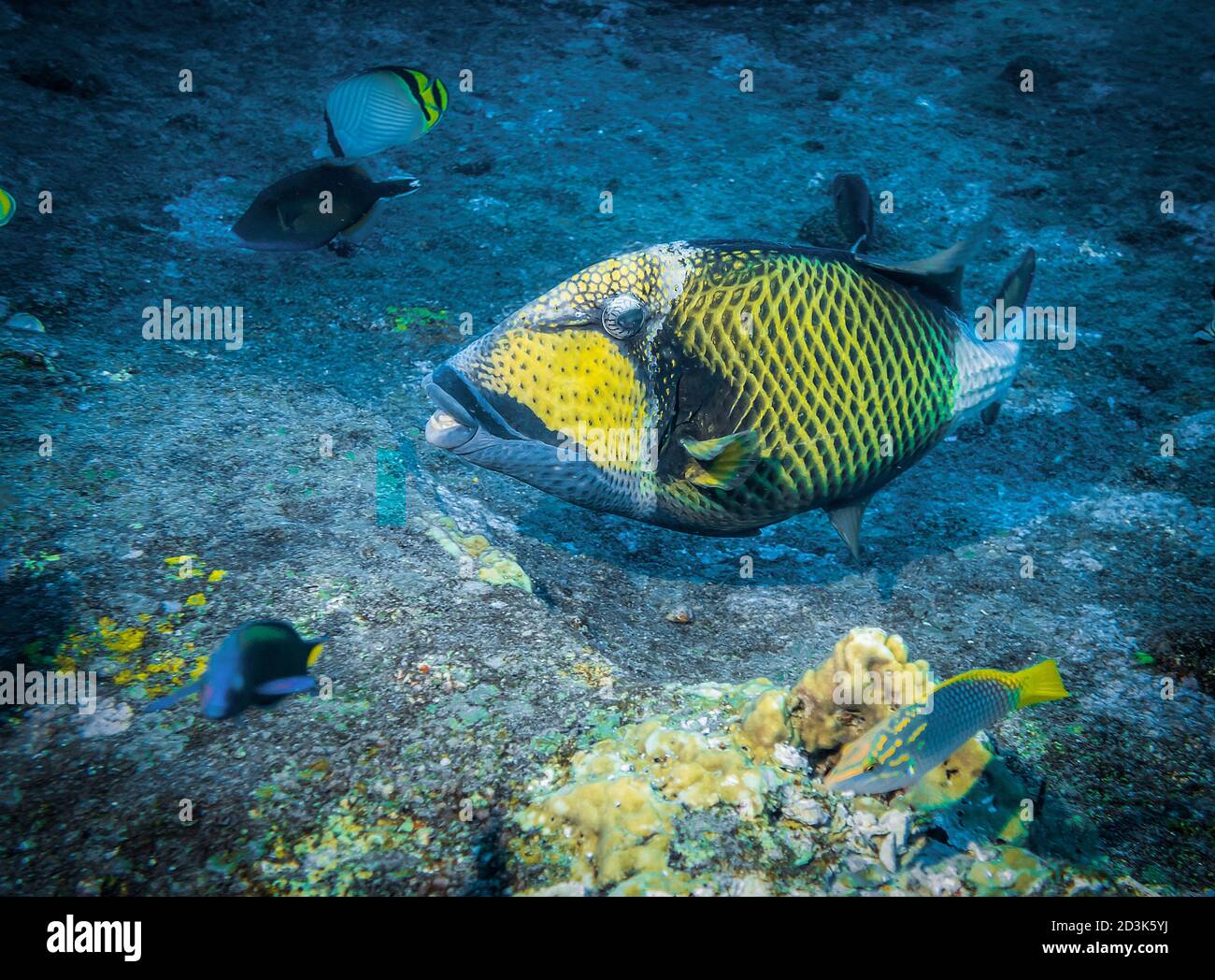 Titan triggerfish in the Indian ocean Stock Photo - Alamy