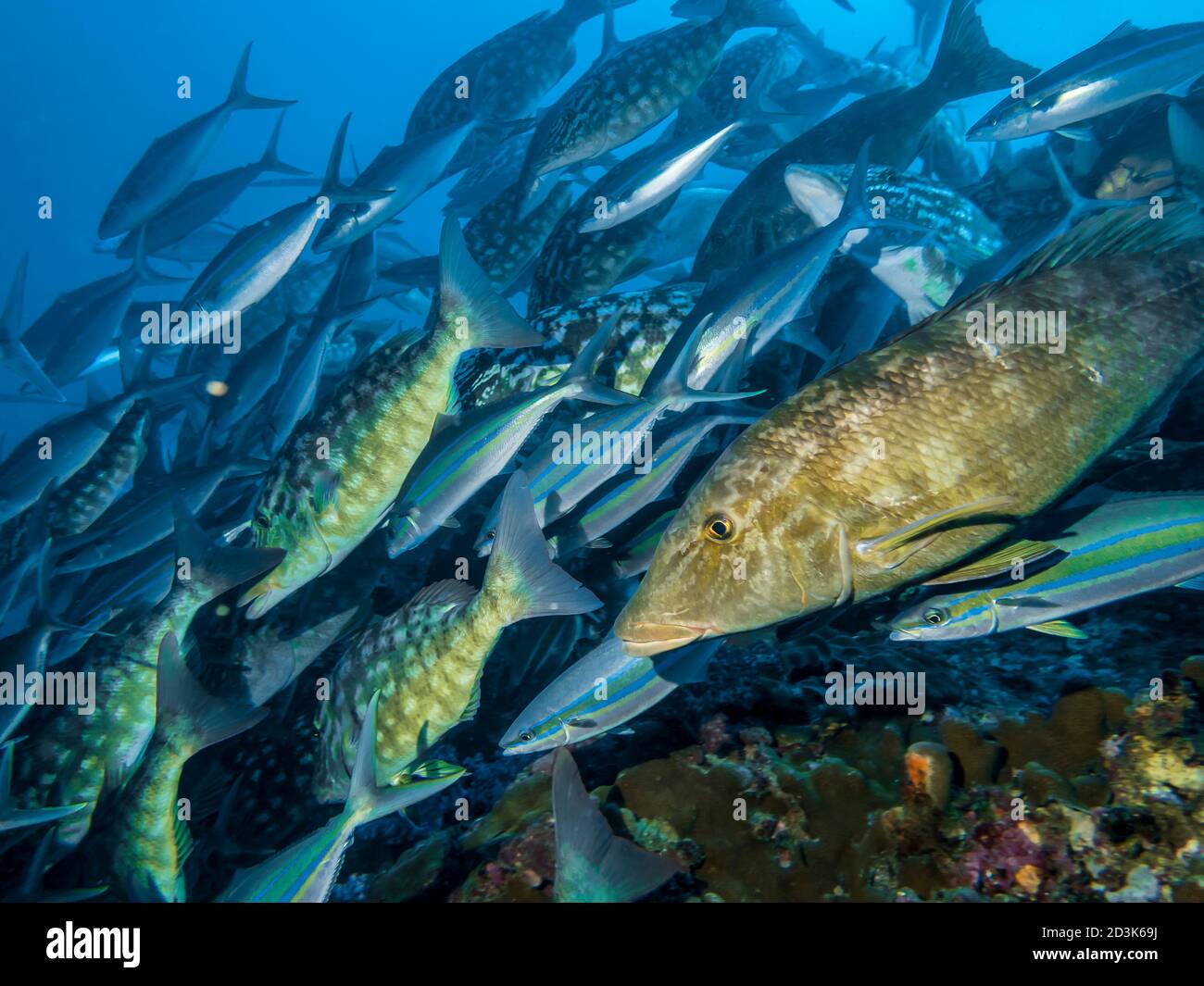 Emperor fish hi-res stock photography and images - Alamy