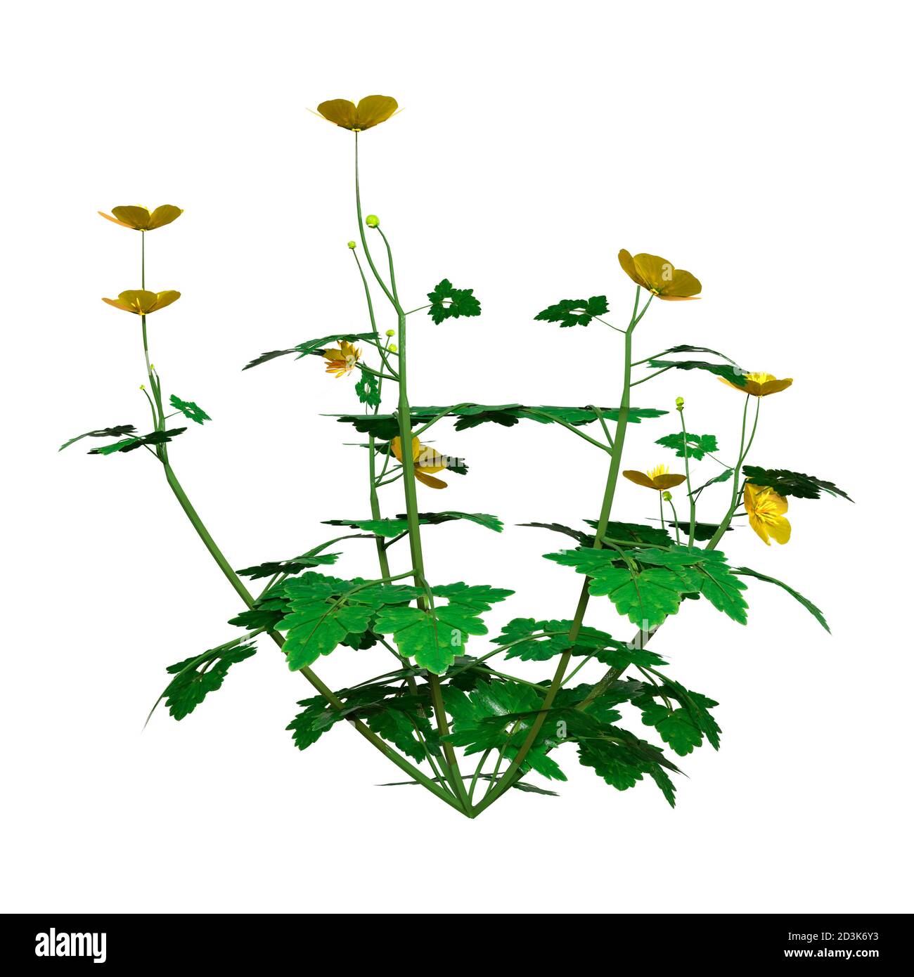 3D rendering of a blooming buttercup plant isolated on white background ...