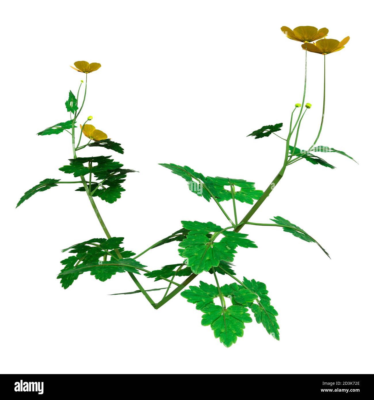 3D rendering of a blooming buttercup plant isolated on white background ...