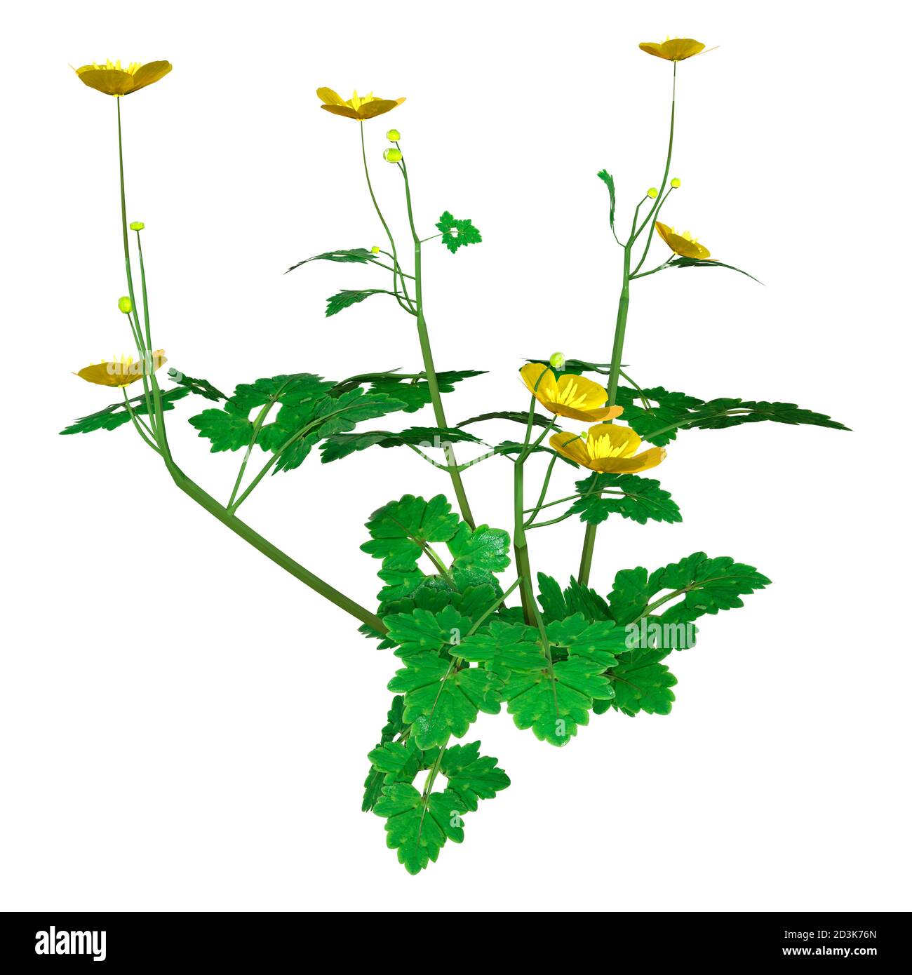 3D rendering of a blooming buttercup plant isolated on white background ...