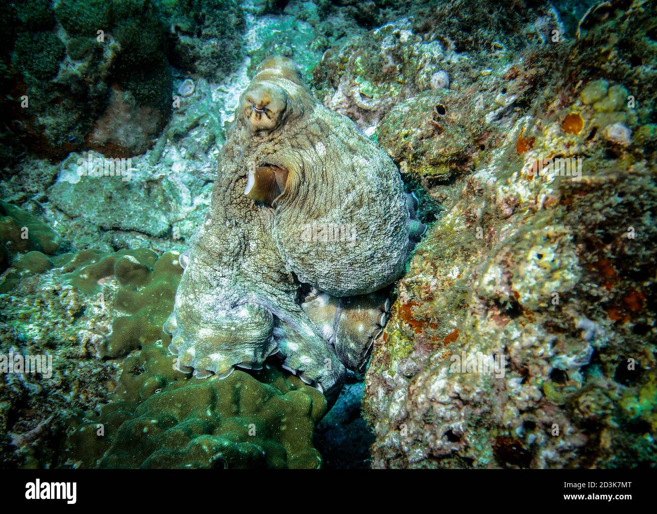 Octopus among corals on the reef in the Indian ocean in Thailand Stock ...