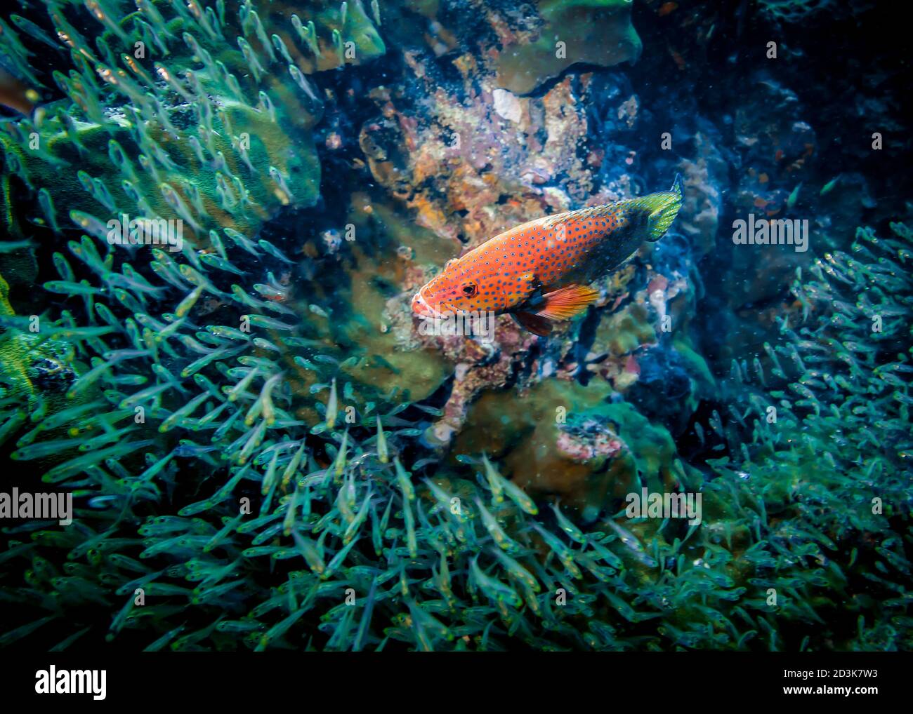 Coral Hind Fish driving away a huge flock of glass fish Stock Photo - Alamy