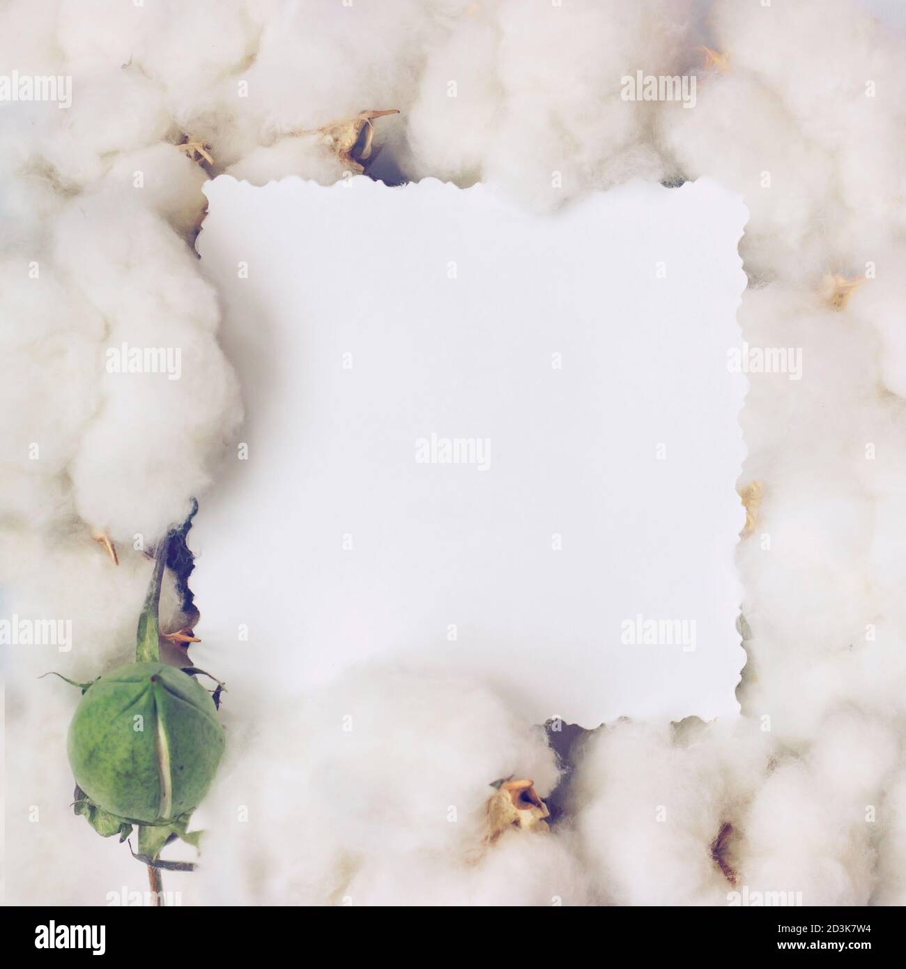 Cotton flowers hi-res stock photography and images - Alamy