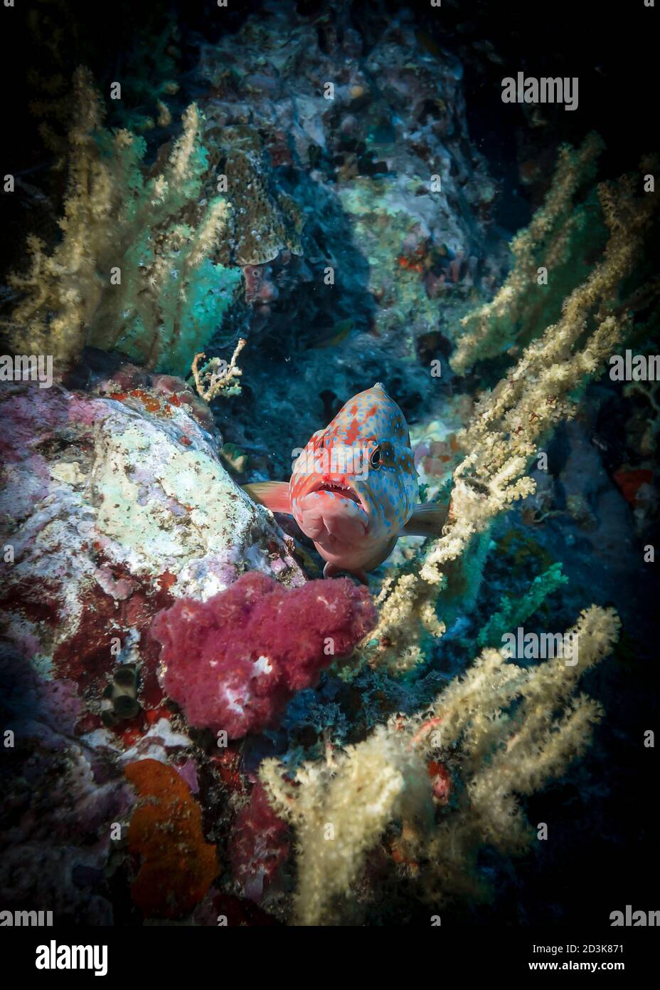 Coral Hind Fish hiding on a coral reef in the Indian ocean in Thailand ...