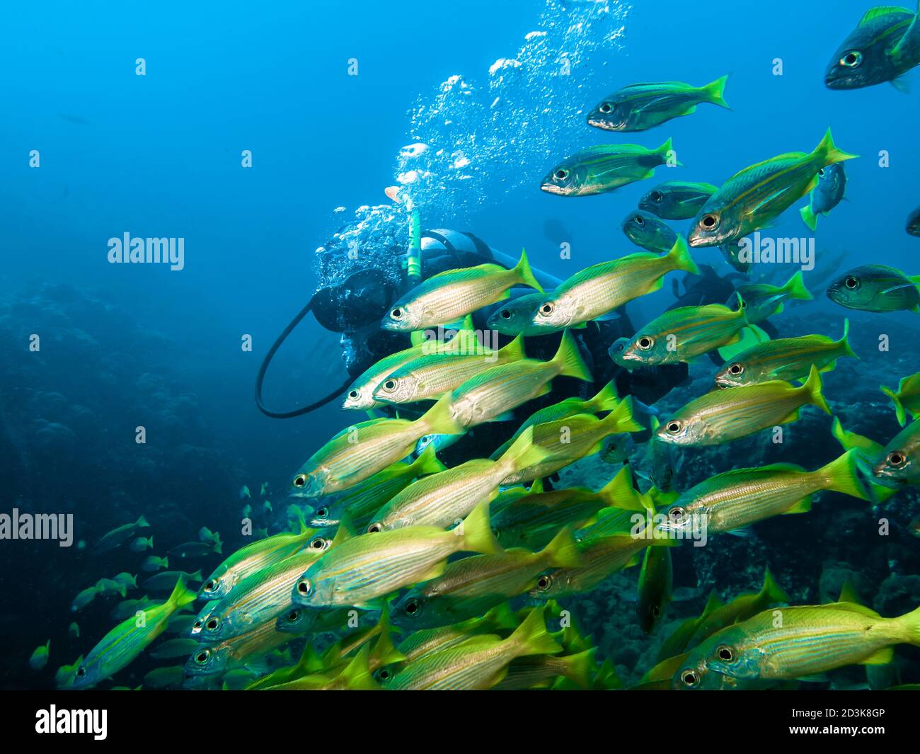 Bigeye snapper hi-res stock photography and images - Alamy
