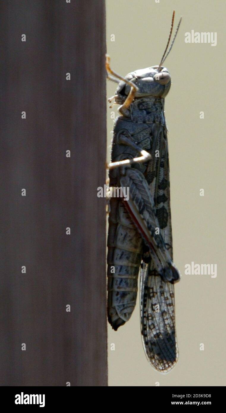Australian plague locust hi-res stock photography and images - Alamy