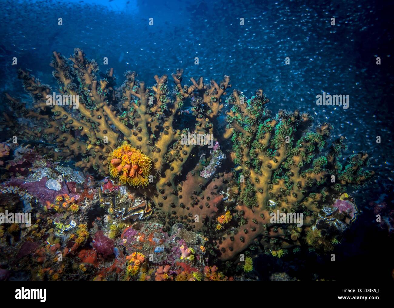 Coral reef colors at night in the Indian ocean Stock Photo - Alamy