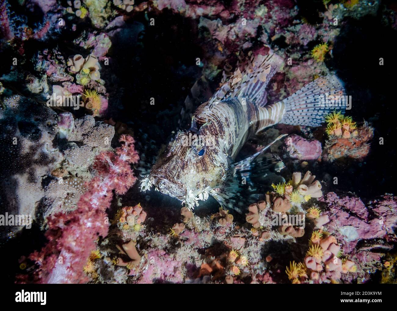 Lionfish on the coral reef at night in the Indian ocean Stock Photo - Alamy