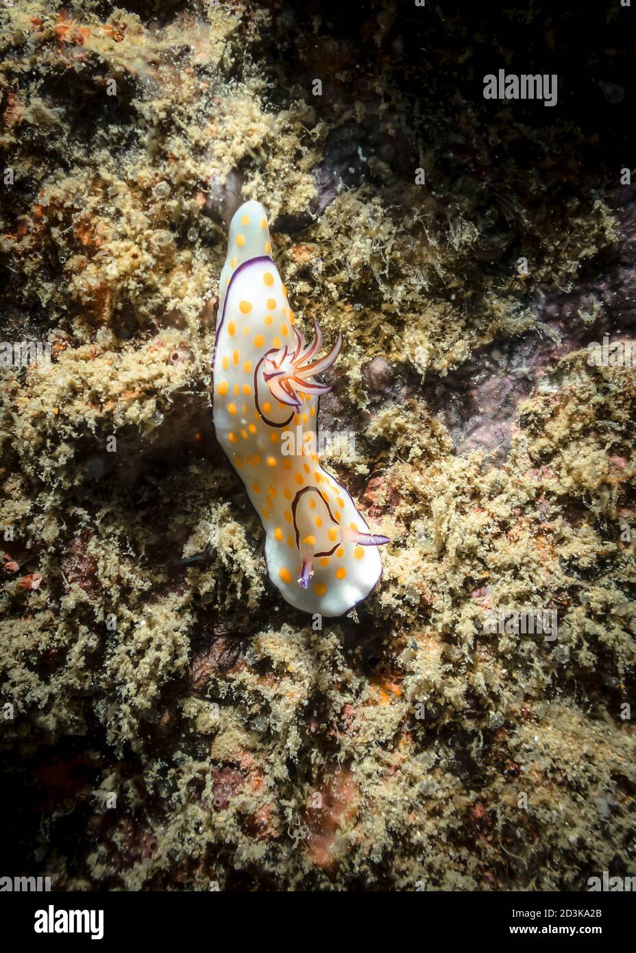 Nudibranch mollusk (Chromodoris Annulata) on a coral reef in the Indian ...