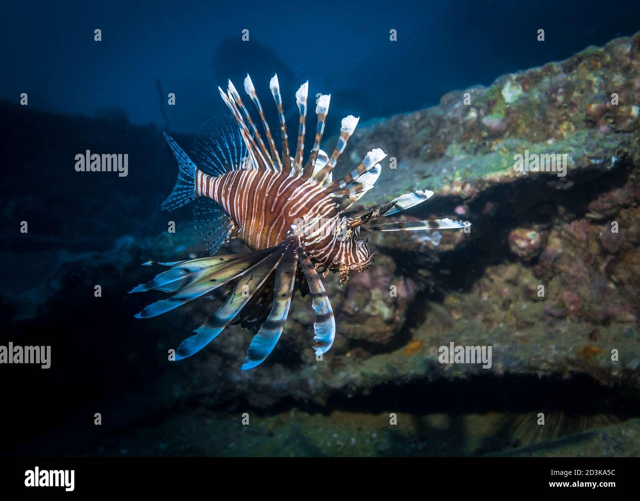 Lionfish on a sunken ship at night in the Indian ocean Stock Photo - Alamy