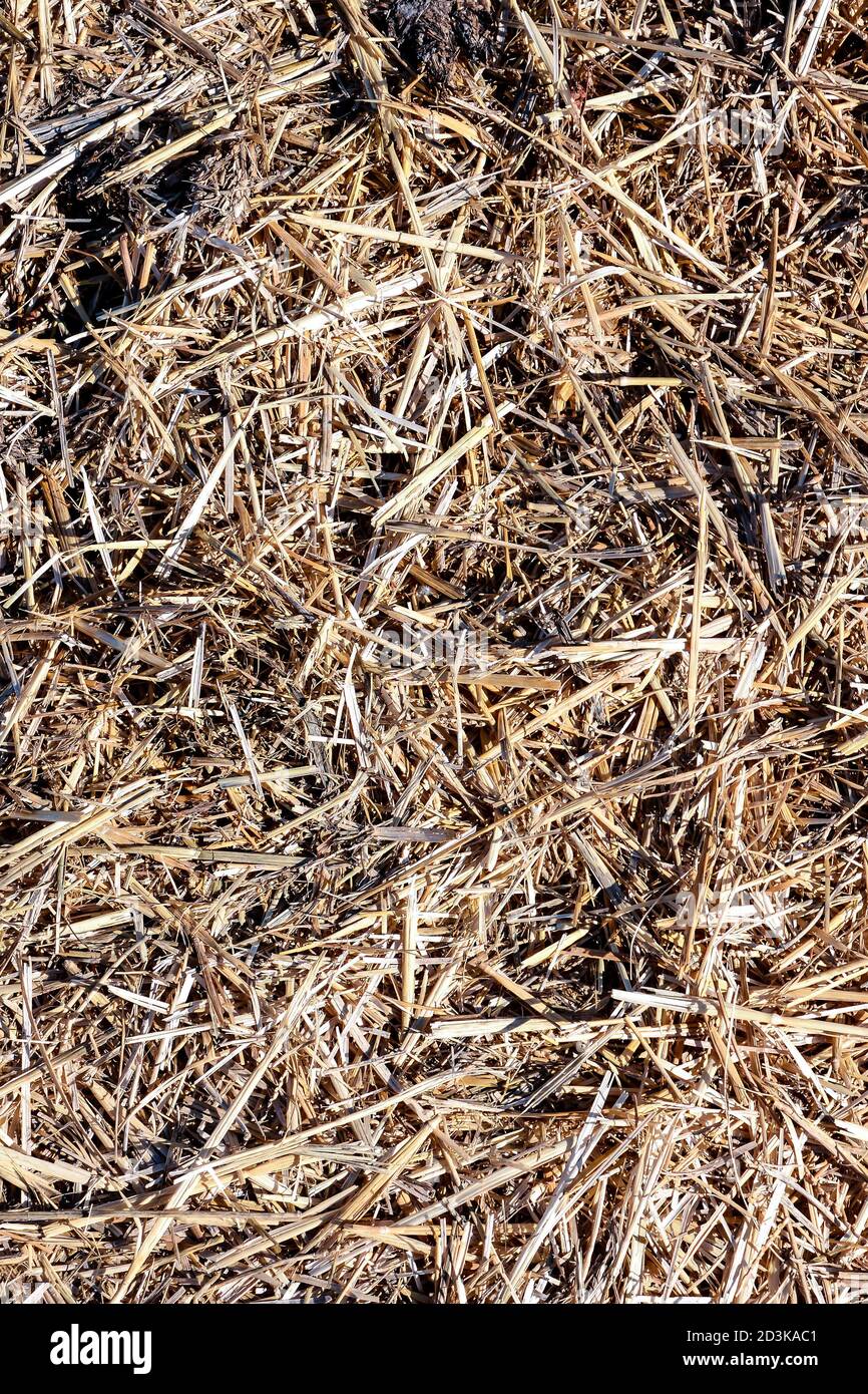 Background The natural texture of dry straw Stock Photo - Alamy