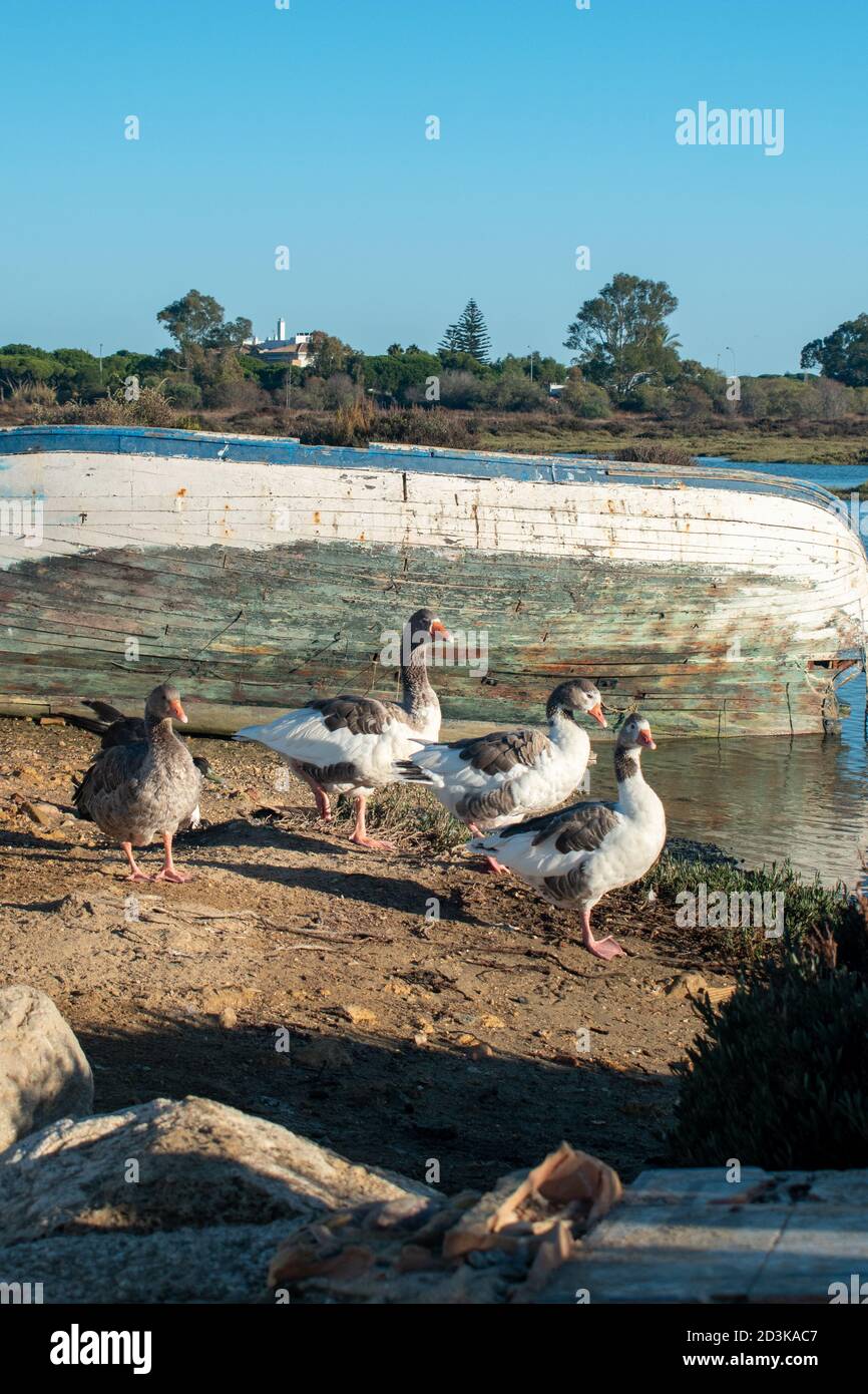 Goose boat hi-res stock photography and images - Alamy