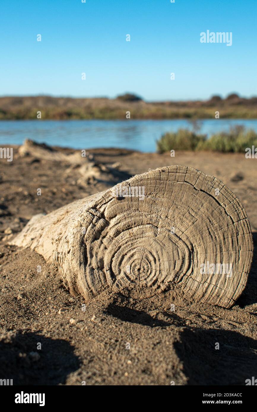 A piece of wood half buried in the sand with a stream-like water ...