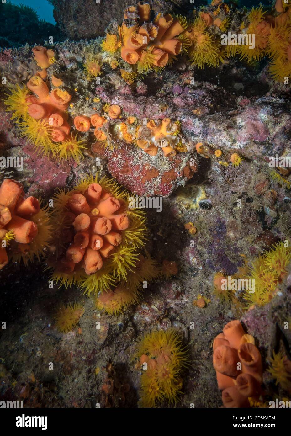 Coral reef colors at night at the bottom of the Indian Ocean Stock ...