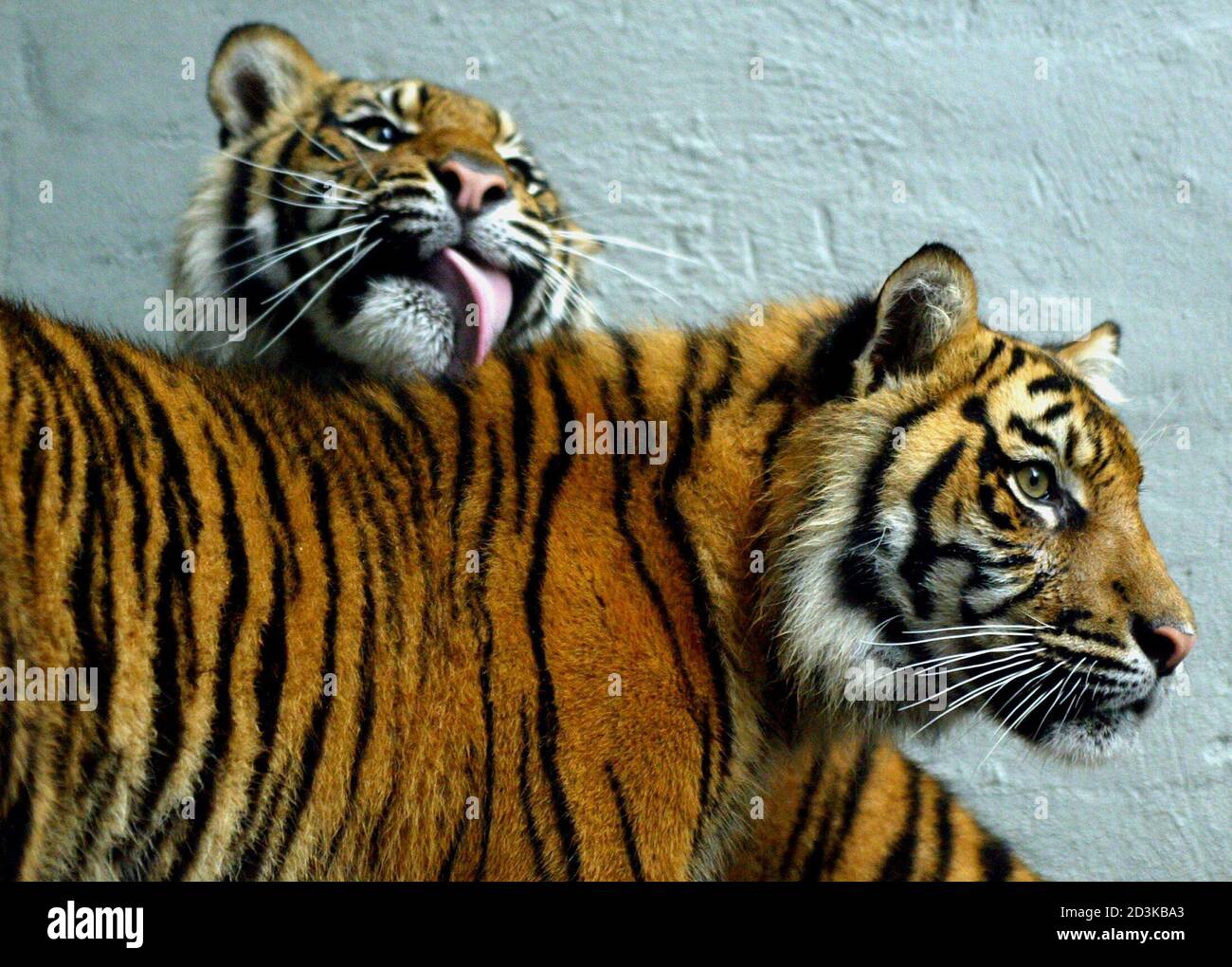 Sumatran breeding tiger hi-res stock photography and images - Alamy