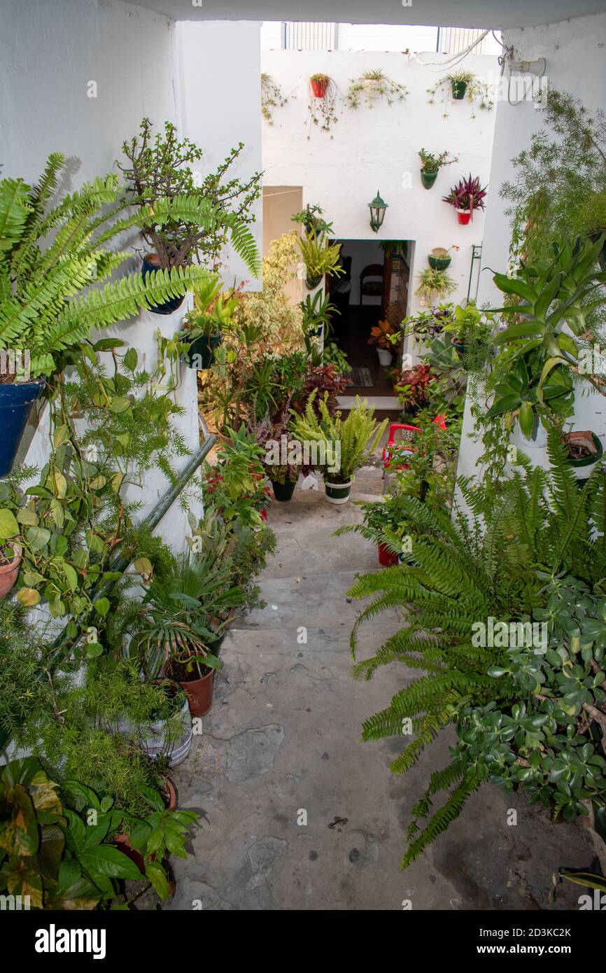 Plant garden done in a hallway Stock Photo - Alamy