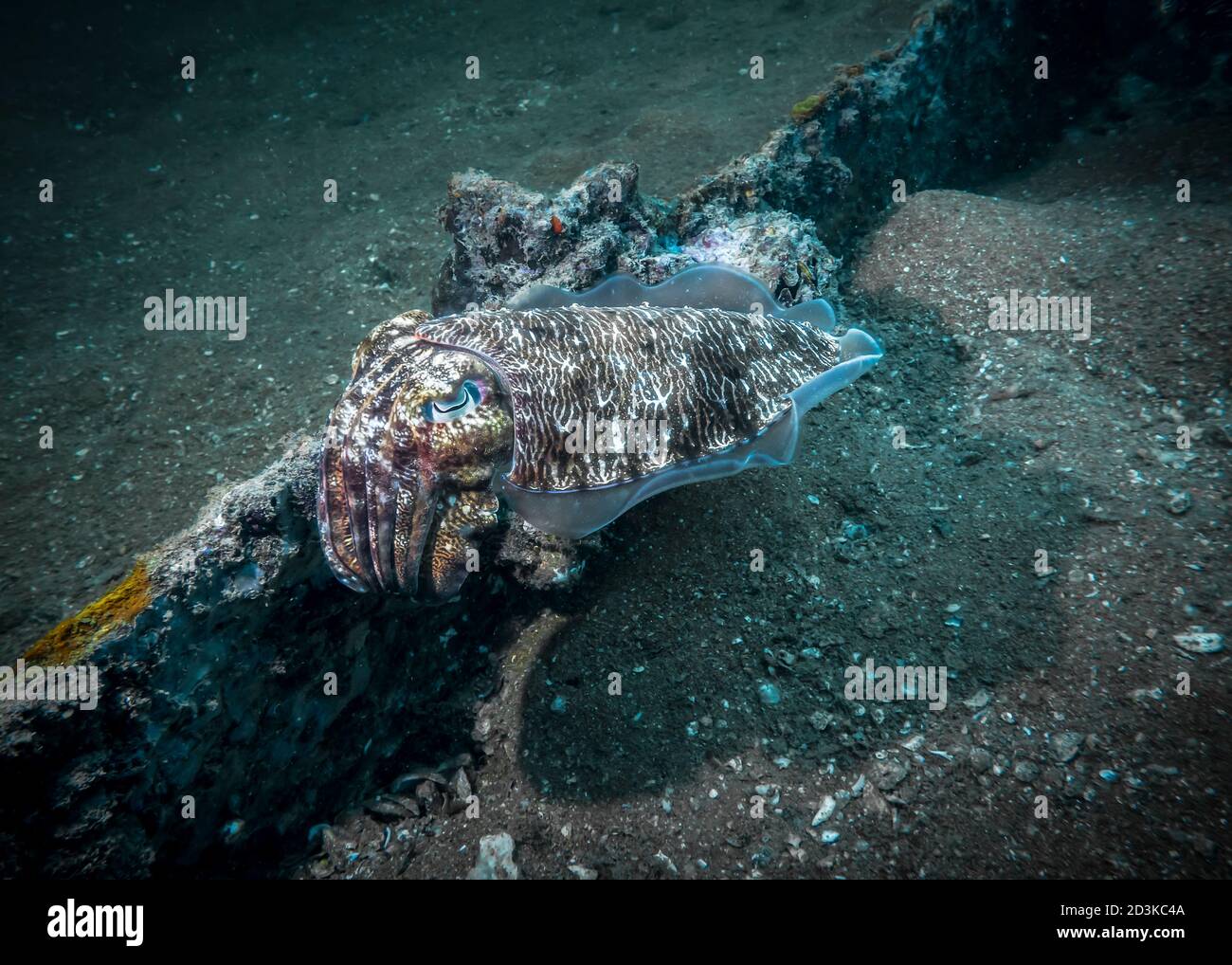 Cuttlefish eye closeup hi-res stock photography and images - Alamy