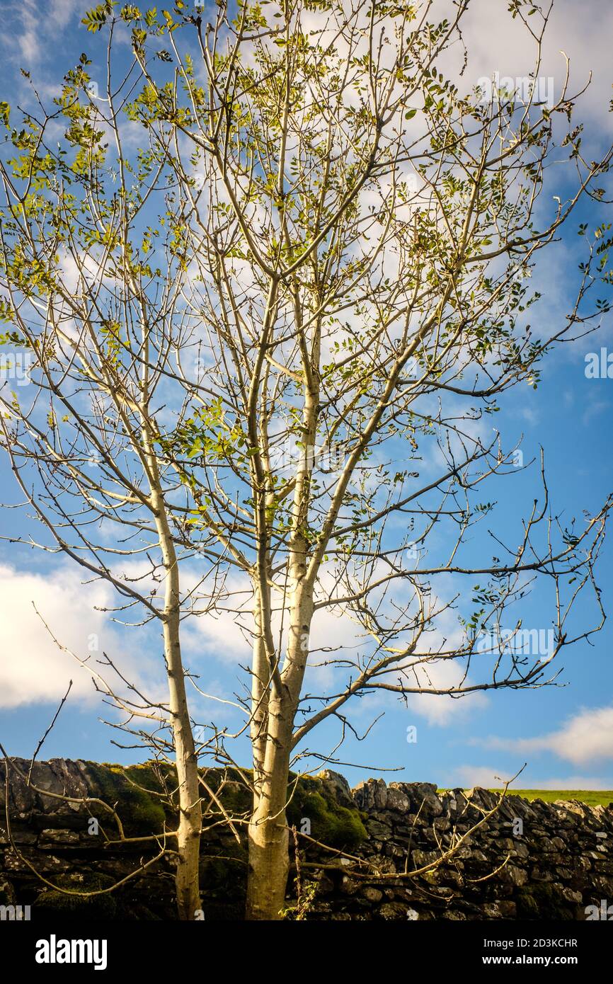 Treetop green foliage. Outdoor nature park landscape background. Sun in ...