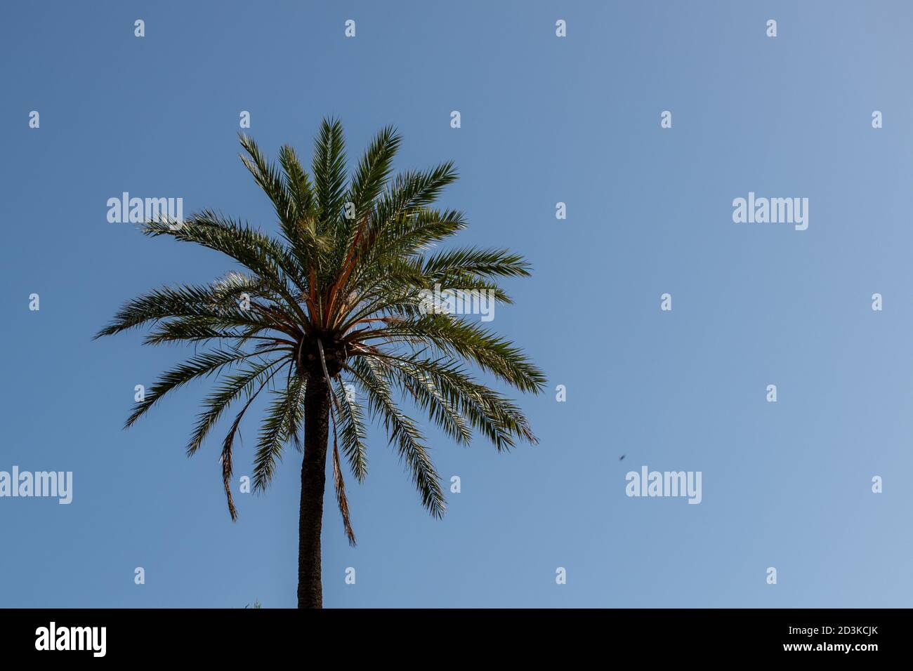 Horizontal shot of green health palm tree Stock Photo - Alamy