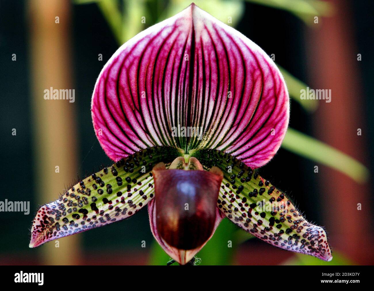 Rarest Orchids In The World