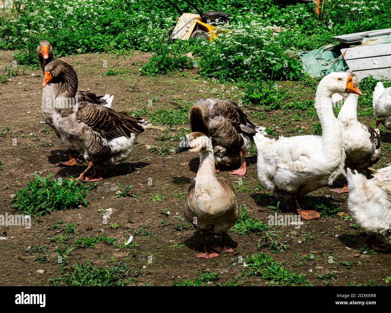 Kholmogory geese - a source of quality meat, fluff, fat and feathers ...