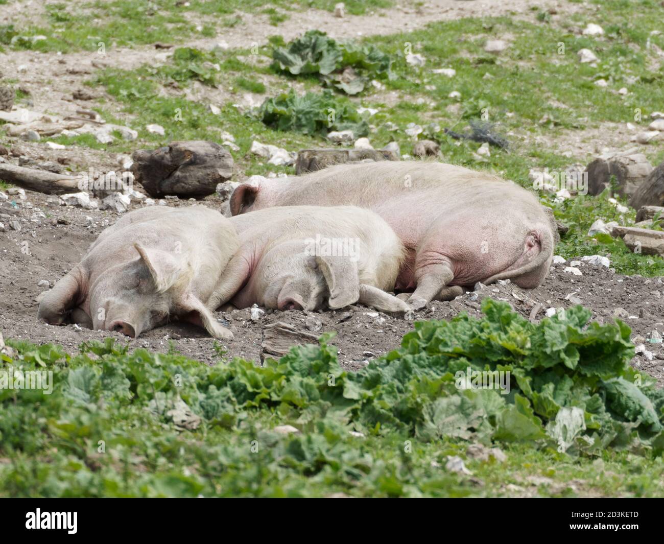 Sleeping Farm Animals