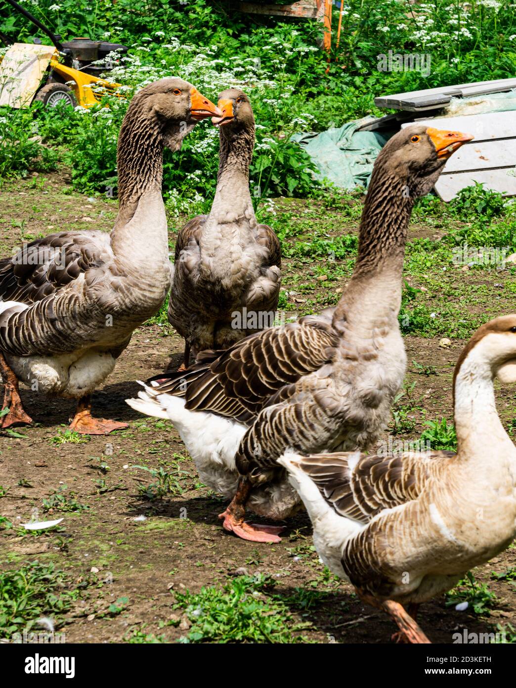 Kholmogory geese - a source of quality meat, fluff, fat and feathers ...