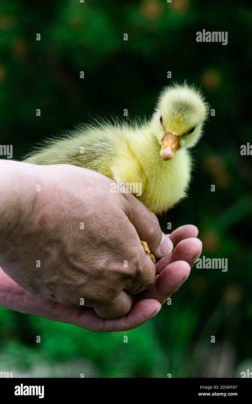 Furry duckling hi-res stock photography and images - Alamy