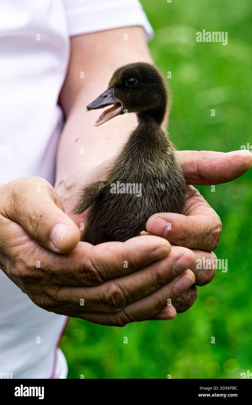 Yellow and black duckling hi-res stock photography and images - Alamy