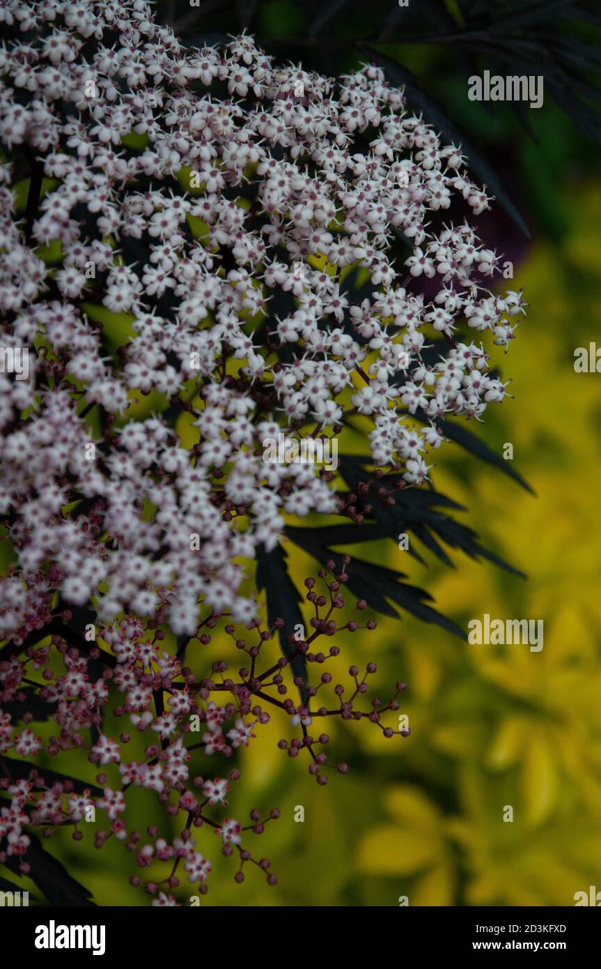 English elder tree hi-res stock photography and images - Alamy