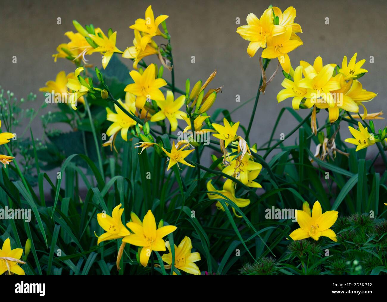 Golden daylilies hi-res stock photography and images - Alamy