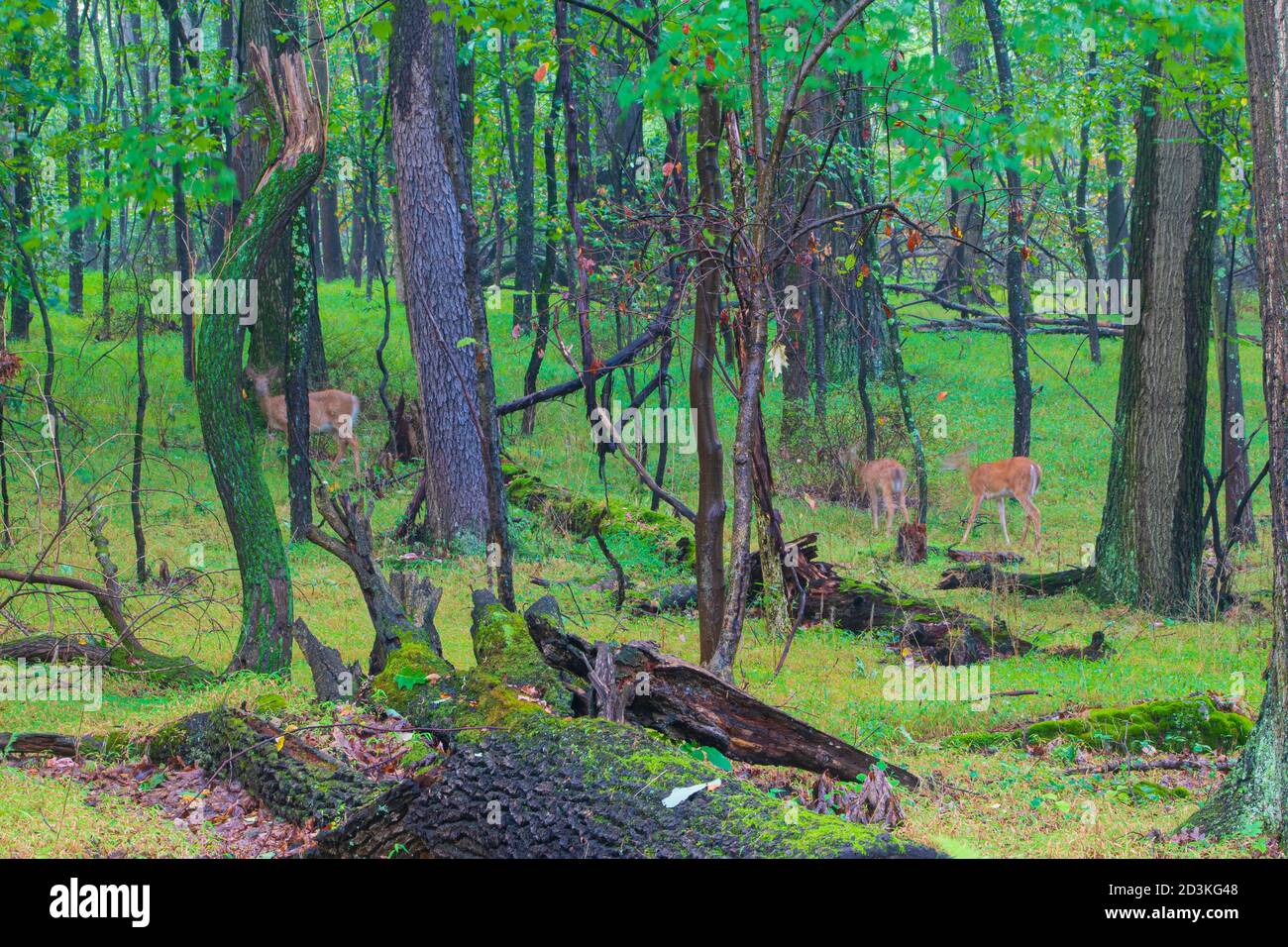 Deer on their way through the deep forest Stock Photo - Alamy