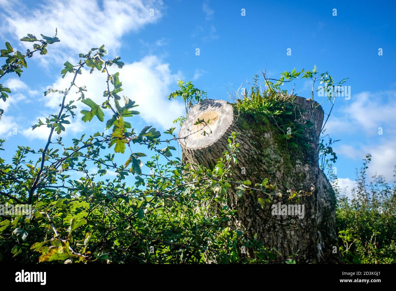 A Tree Stump From a Dead Ash Tree Due to Emerald Ash Border Damage UK ...