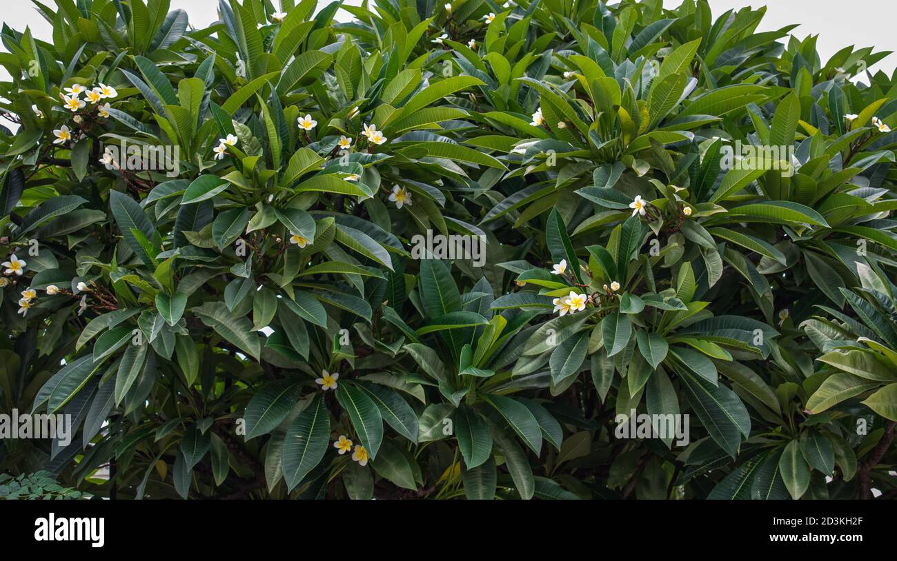 Indian tree close view looking awesome with flowers Stock Photo - Alamy