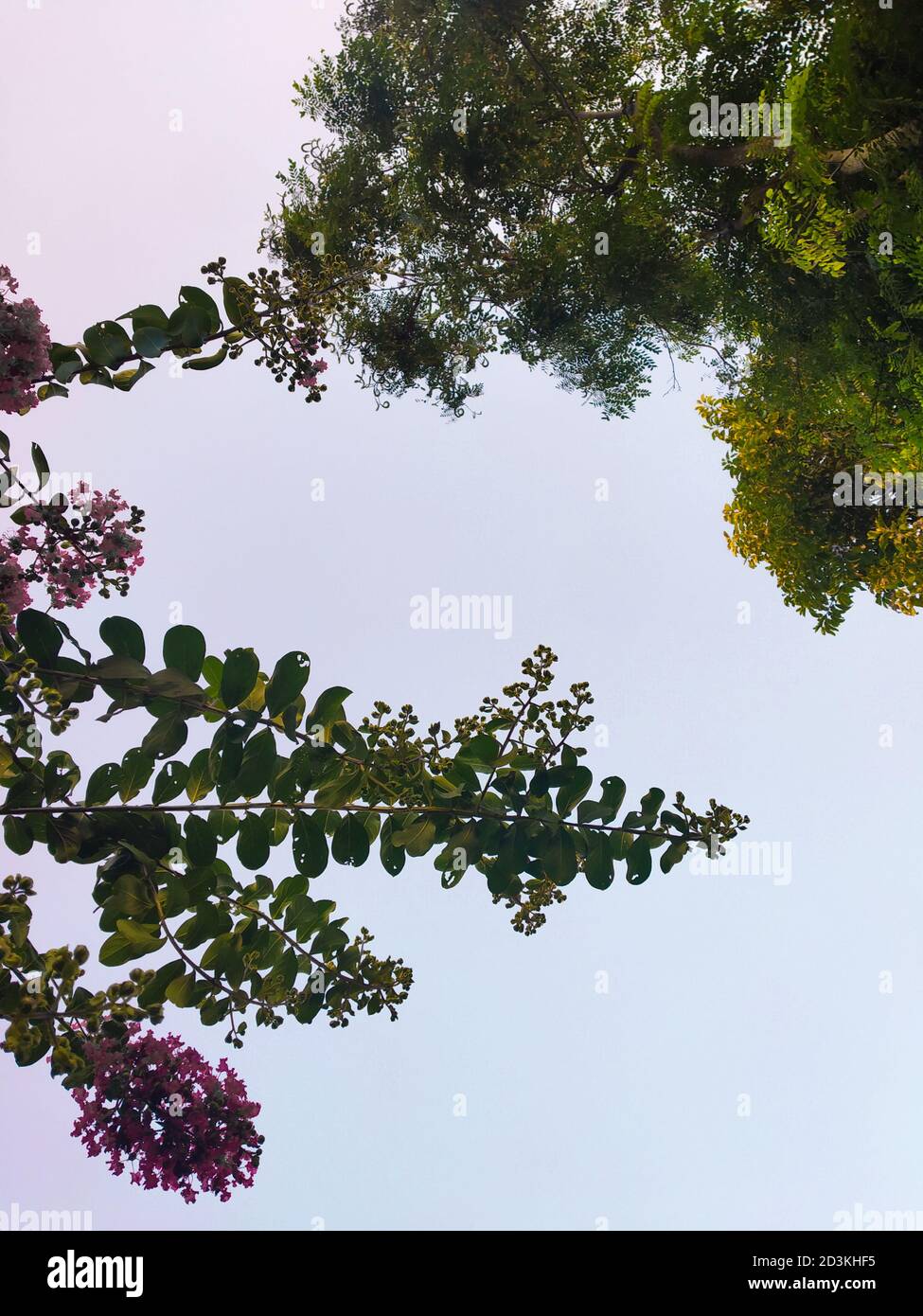 A low angle shot of tree branches against a clear sky.Beautiful view of ...