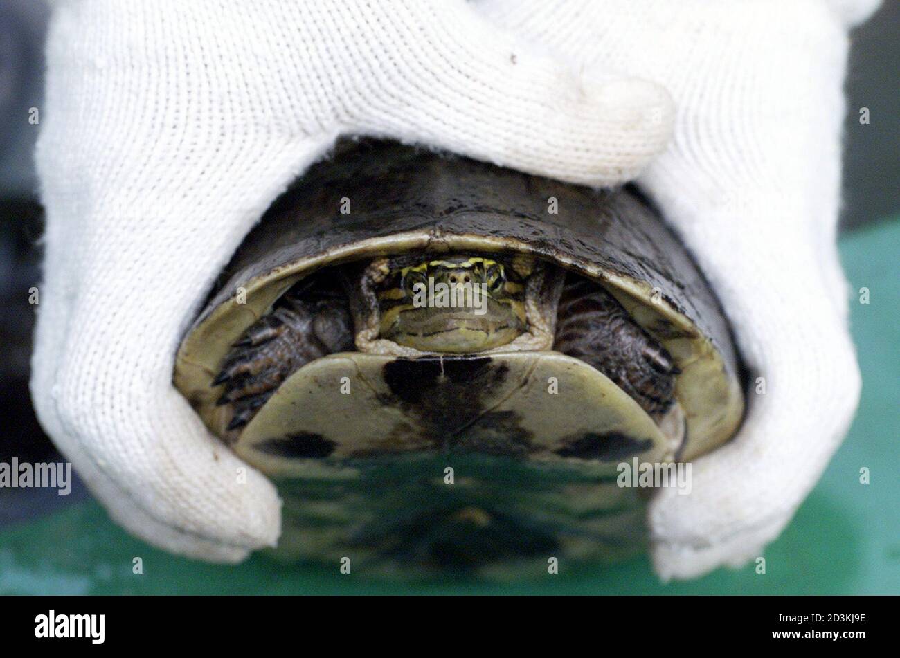 Turtles of asia hi-res stock photography and images - Alamy