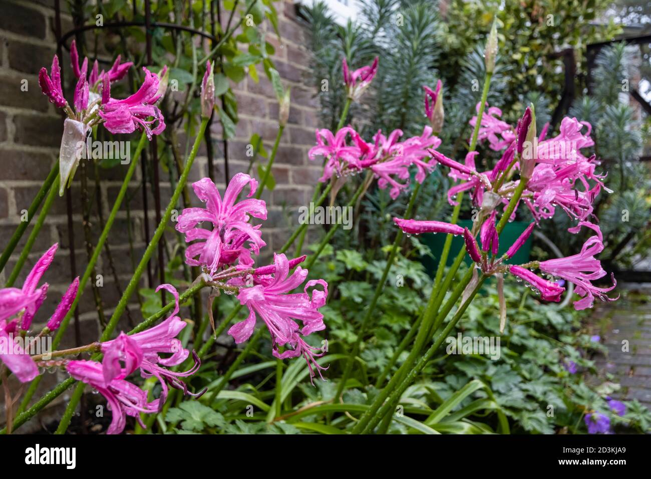 Nerines, Nerine bowdenii, growing against a wall in a border flowering ...