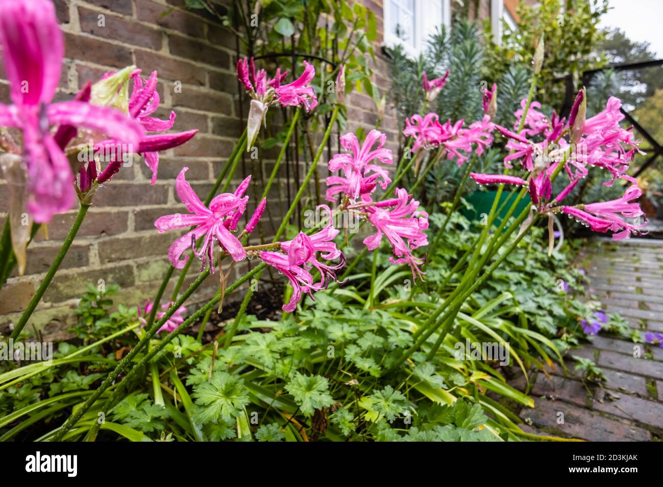 Nerines flowers hi-res stock photography and images - Alamy
